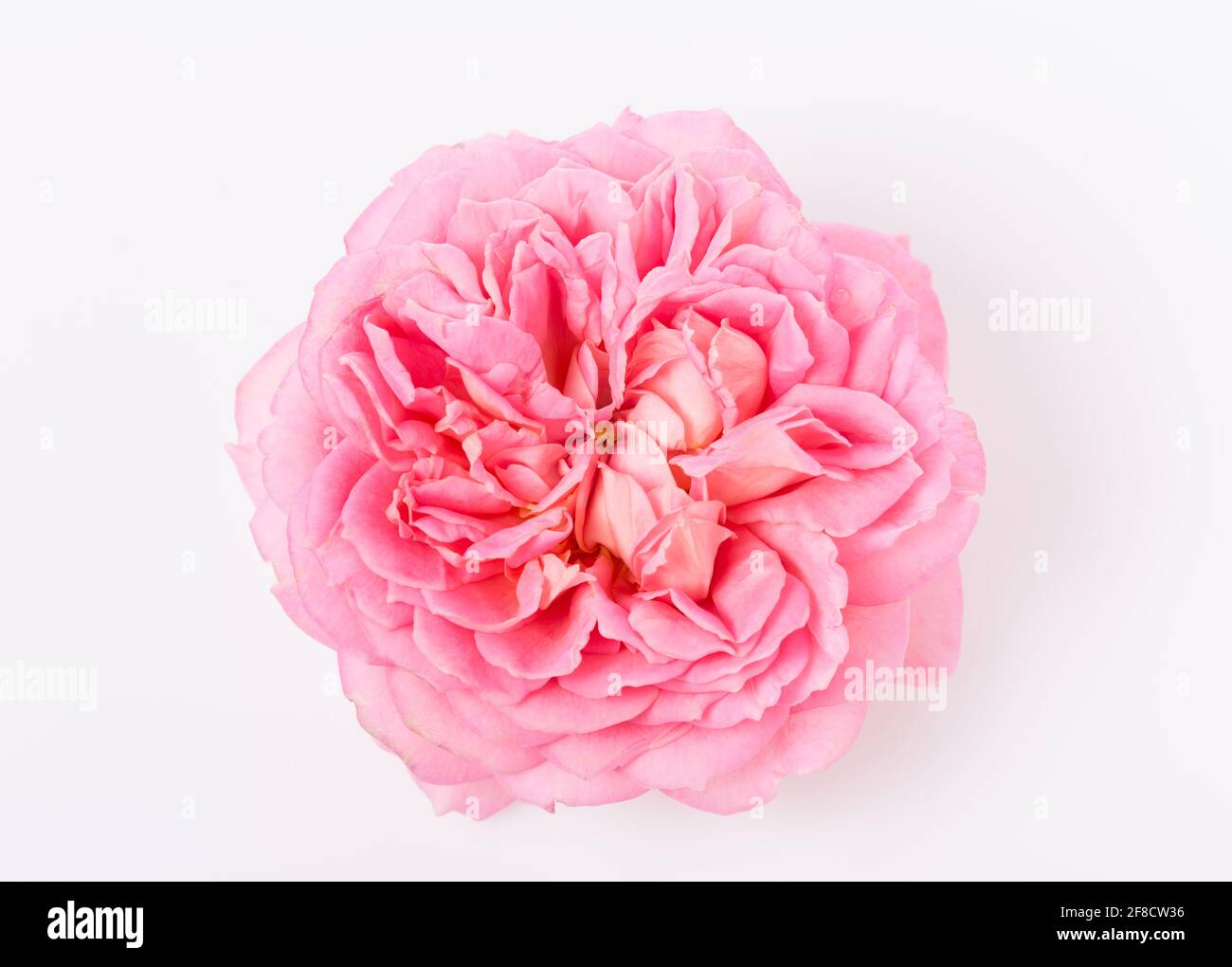 Pink English rose on white background close up Stock Photo - Alamy