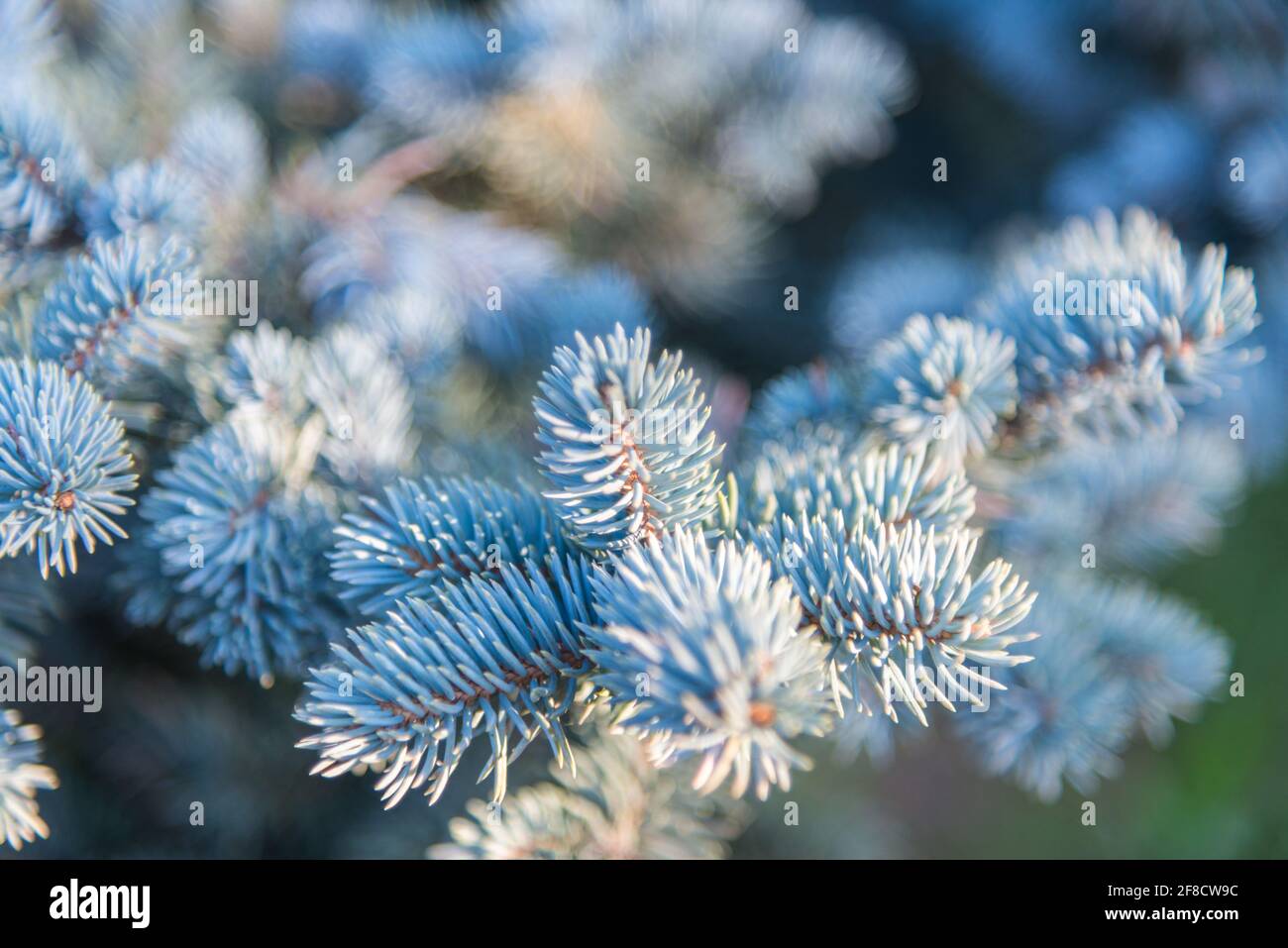 A close up view of blue spruce leaves Stock Photo - Alamy