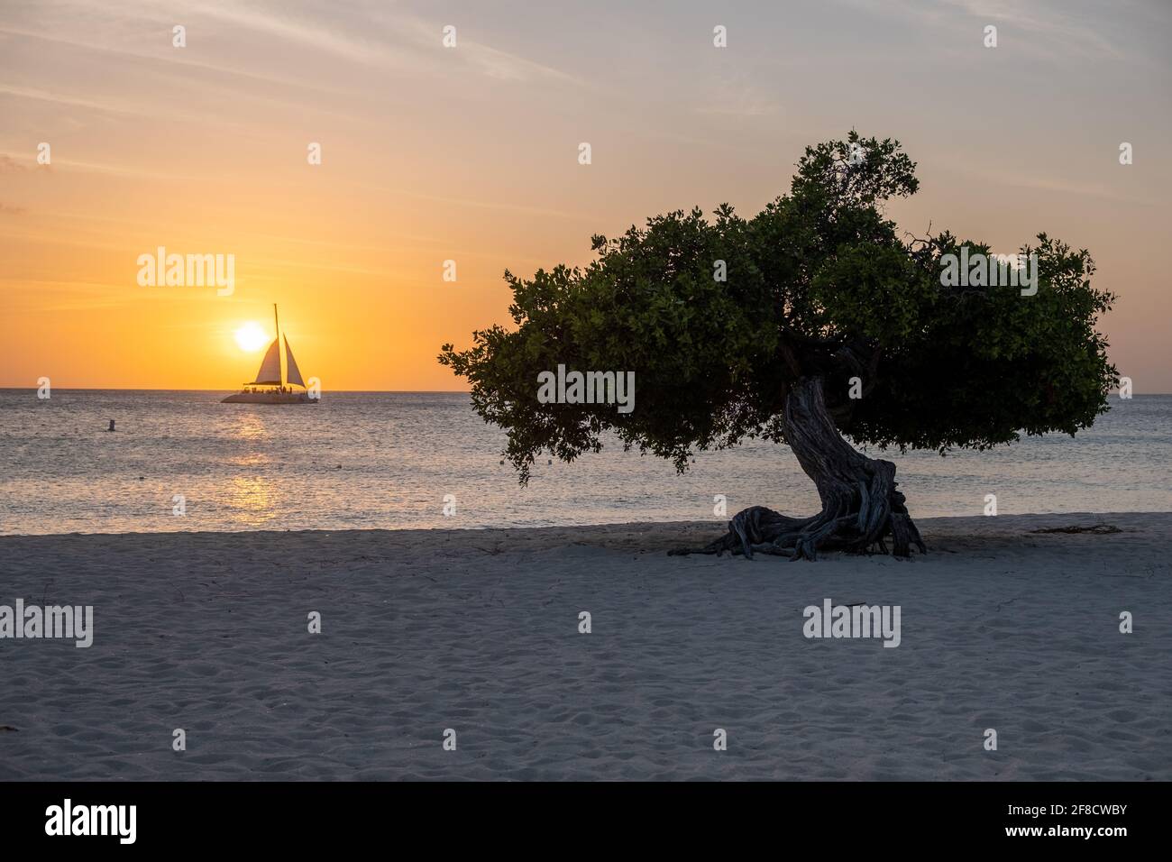 Sunset at Eagle Beach Aruba, Divi Dive Trees on the shoreline of Eagle ...