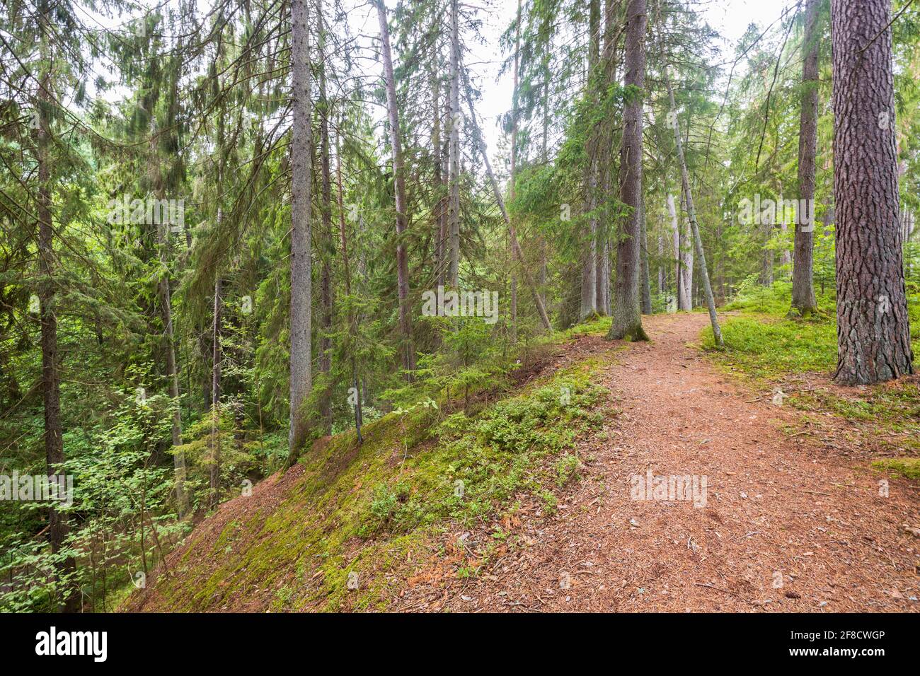 Beautiful nature forest landscape view. Path between tall trees. Sweden ...