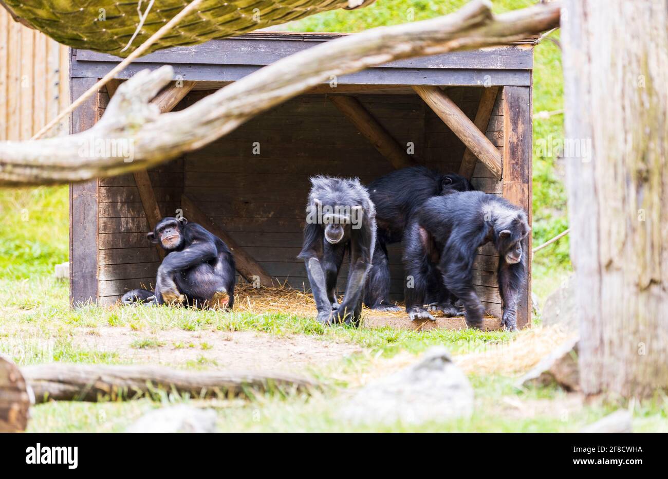 View of group of black monkeys in aviary. Beautiful animals backgrounds ...