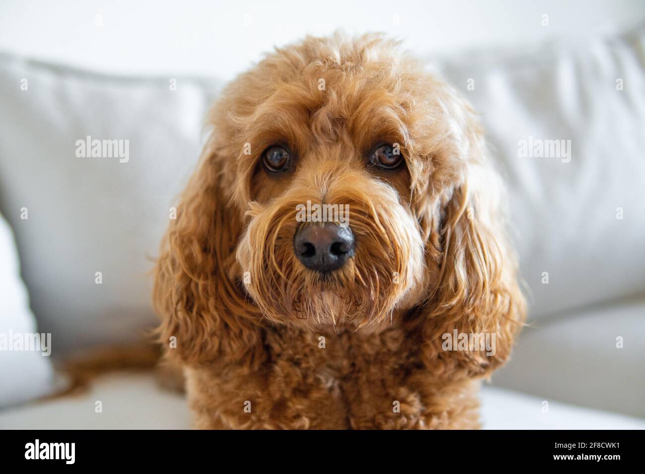 Cavapoo dog on the couch, mixed -breed of Cavalier King Charles Spaniel ...