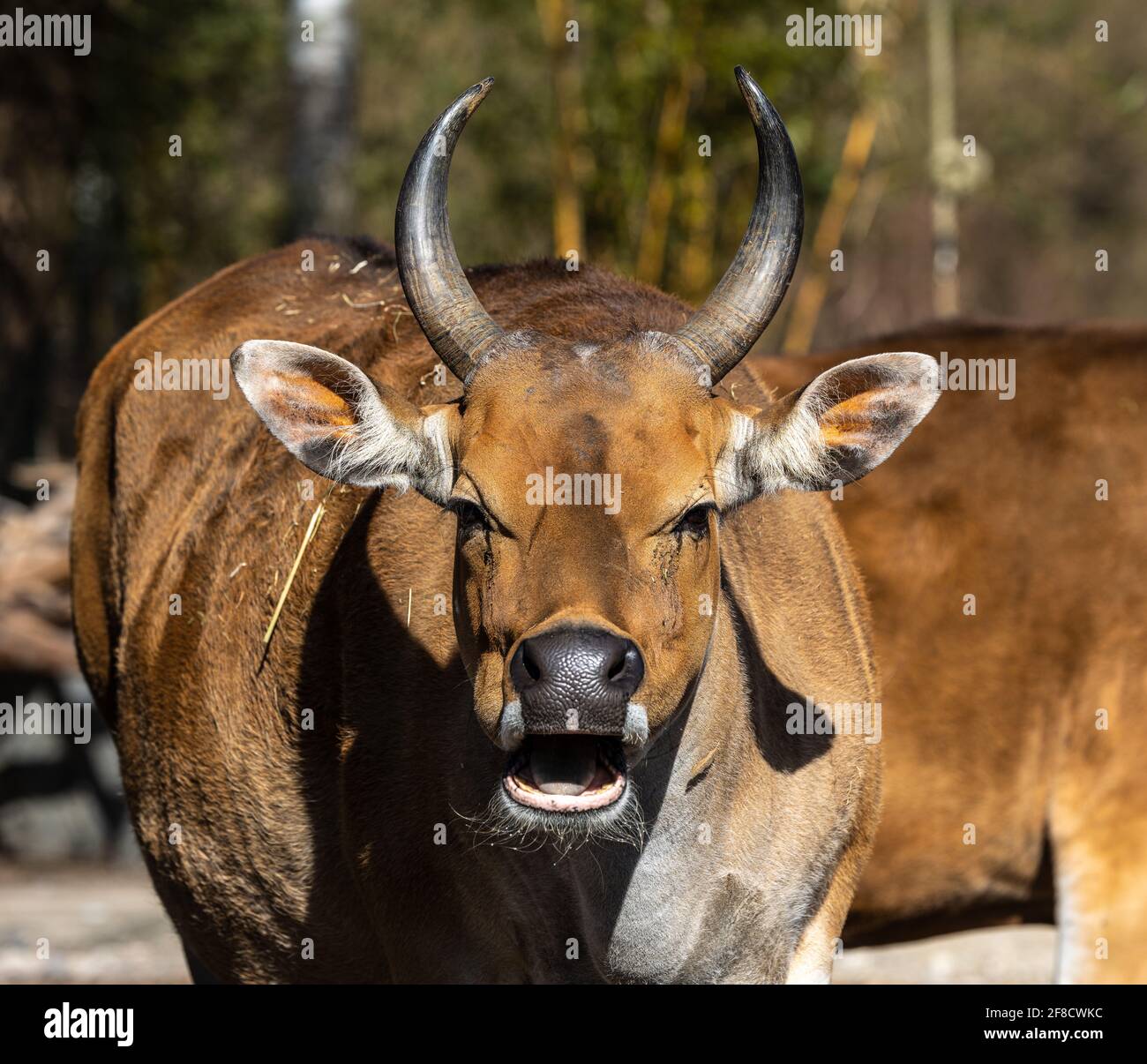 Male banteng black and white hi-res stock photography and images - Alamy