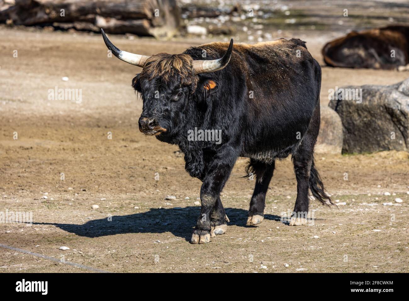 Heck cattle, Bos primigenius taurus, claimed to resemble the extinct ...