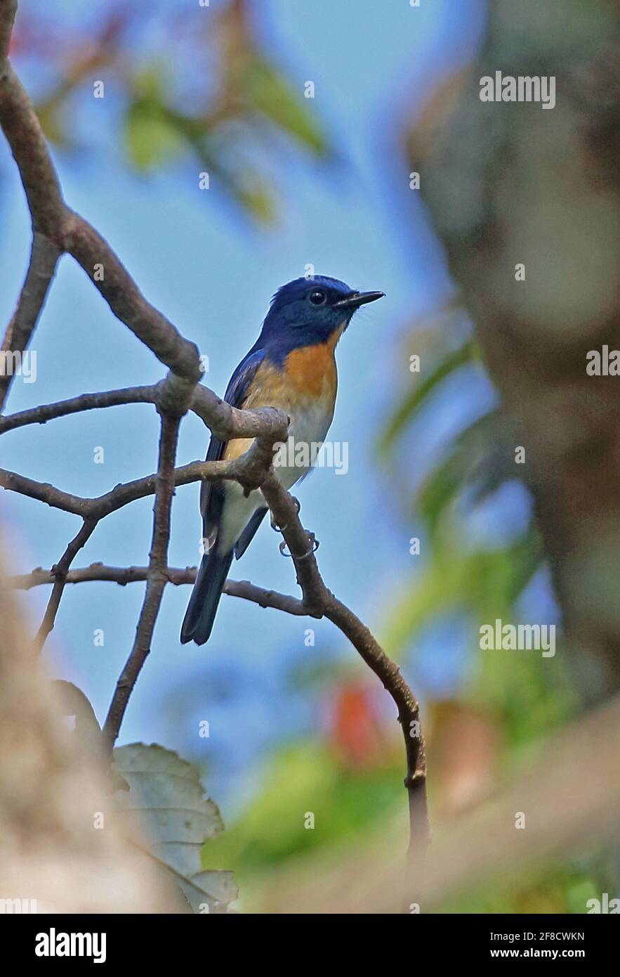 Hainan Blue-flycatcher (Cyornis hainanus klossi) adult male perched on ...