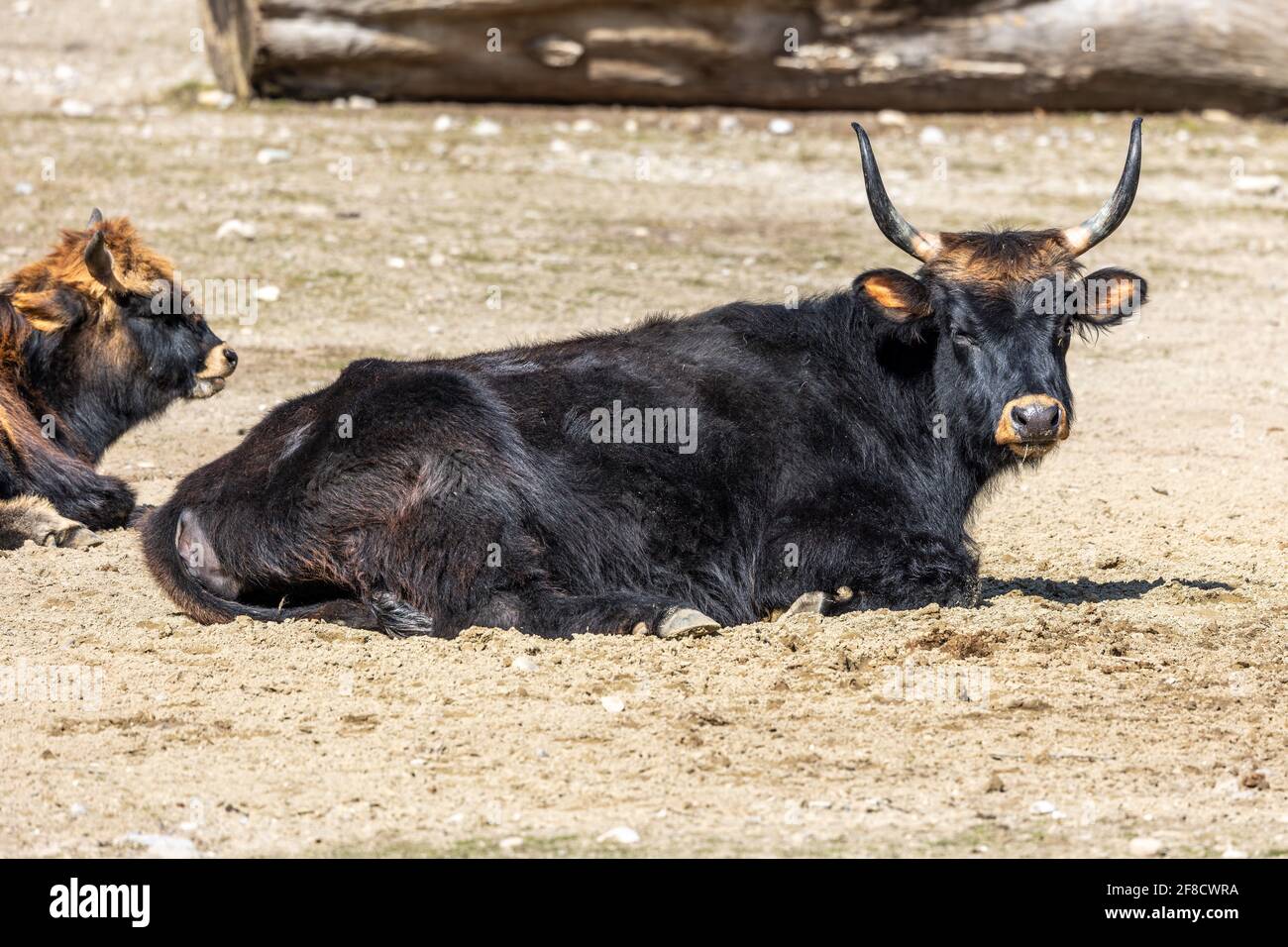Heck cattle, Bos primigenius taurus, claimed to resemble the extinct ...