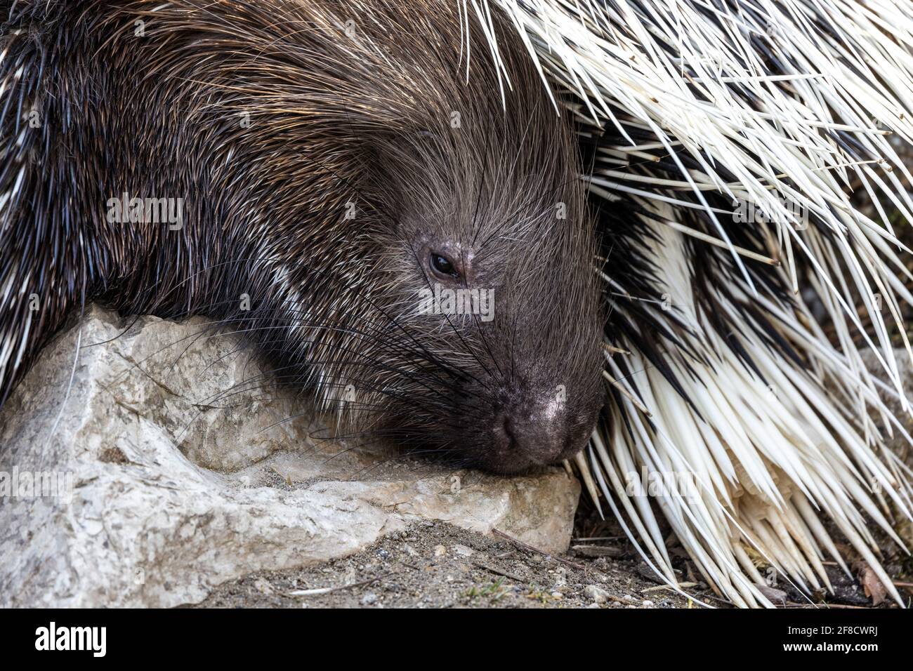 The Indian crested Porcupine, Hystrix indica or Indian porcupine, is a ...