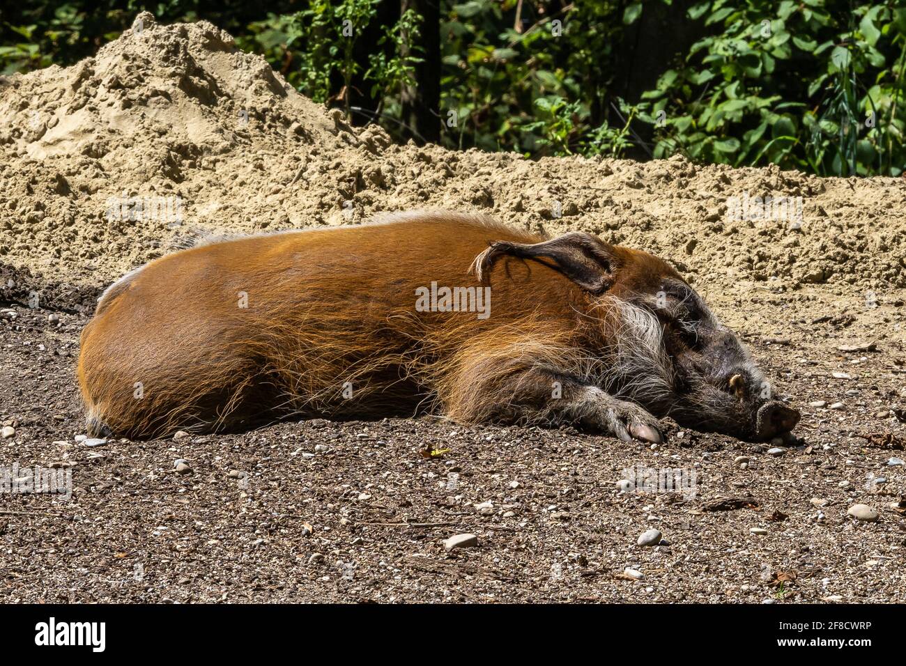 Red river hog, Potamochoerus porcus, also known as the bush pig. This ...