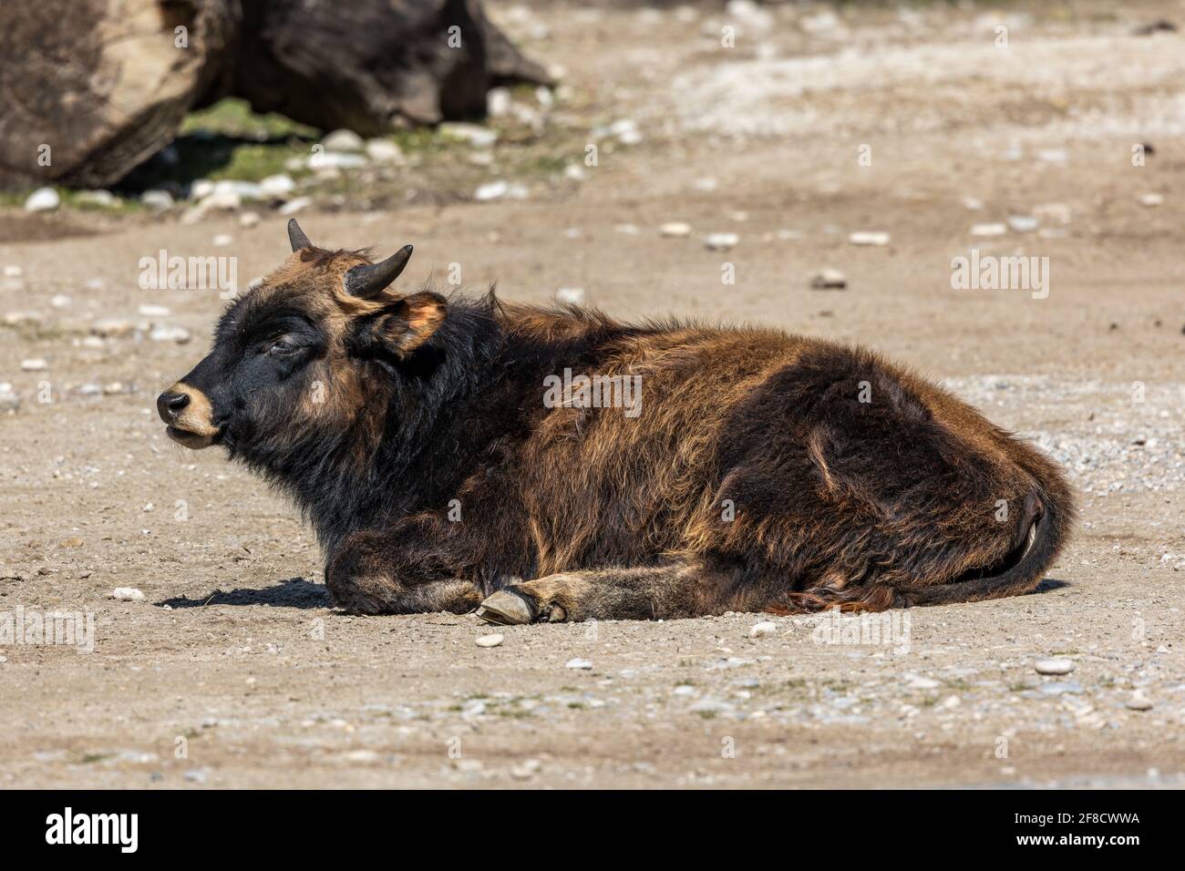 Heck cattle, Bos primigenius taurus, claimed to resemble the extinct ...