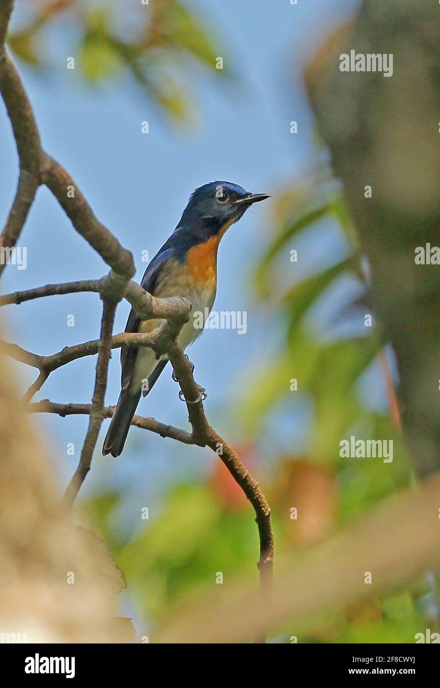 Klossi hi-res stock photography and images - Alamy