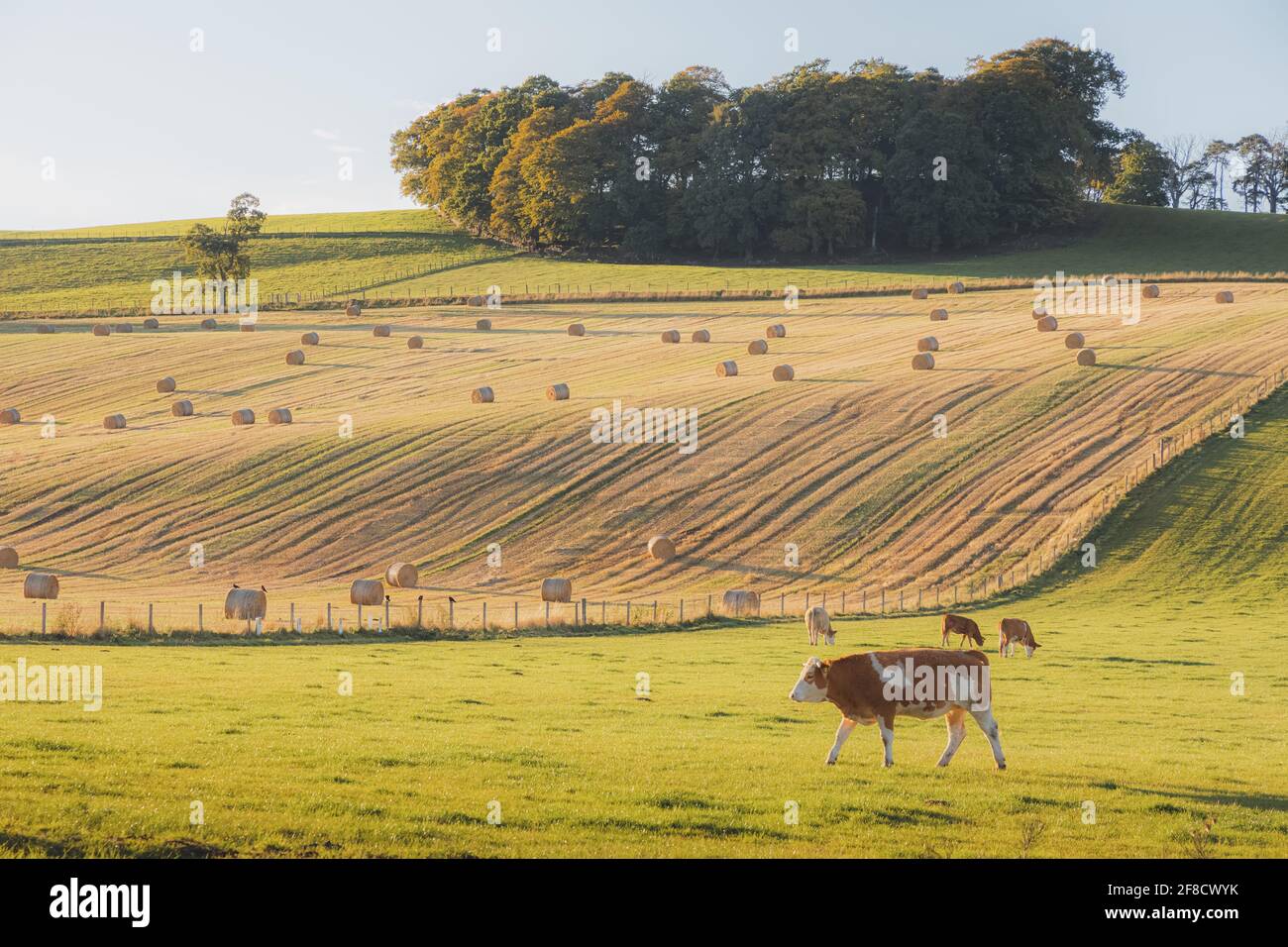 Scenic, pastoral countryside landscape with hay bales and Guernsey ...