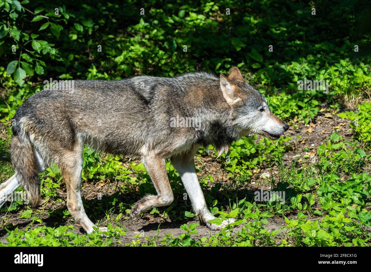 The wolf, Canis lupus, also known as the grey wolf or timber wolf is a ...