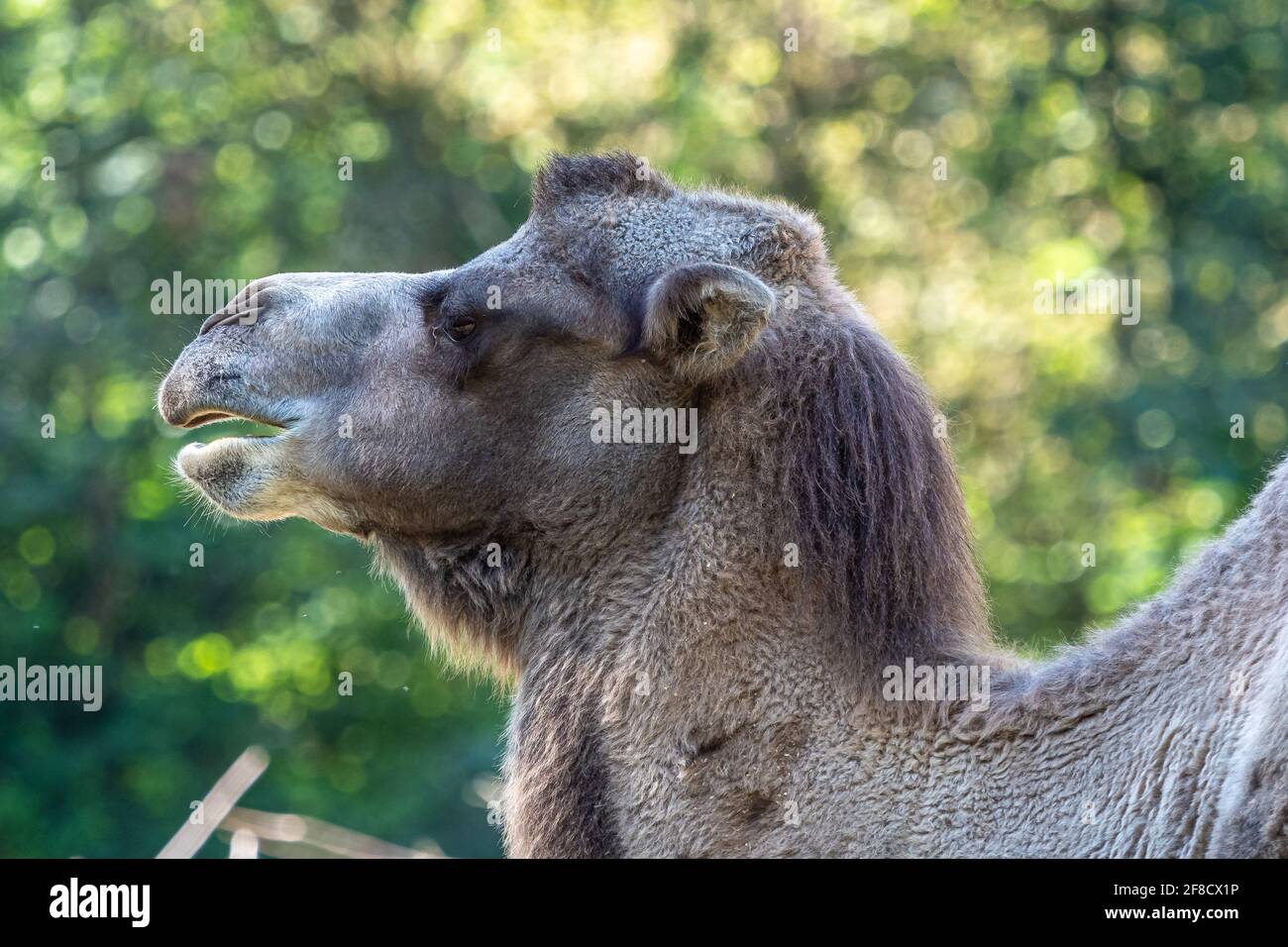 The Bactrian camels, Camelus bactrianus is a large, even-toed ungulate ...