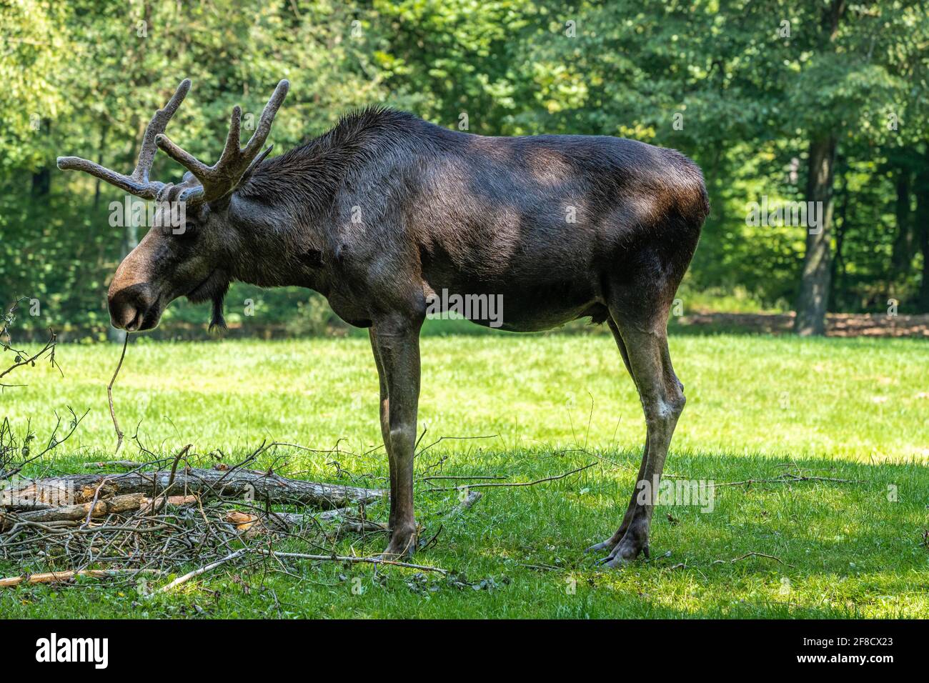European Moose, Alces alces, also known as the elk. Wild life animal ...
