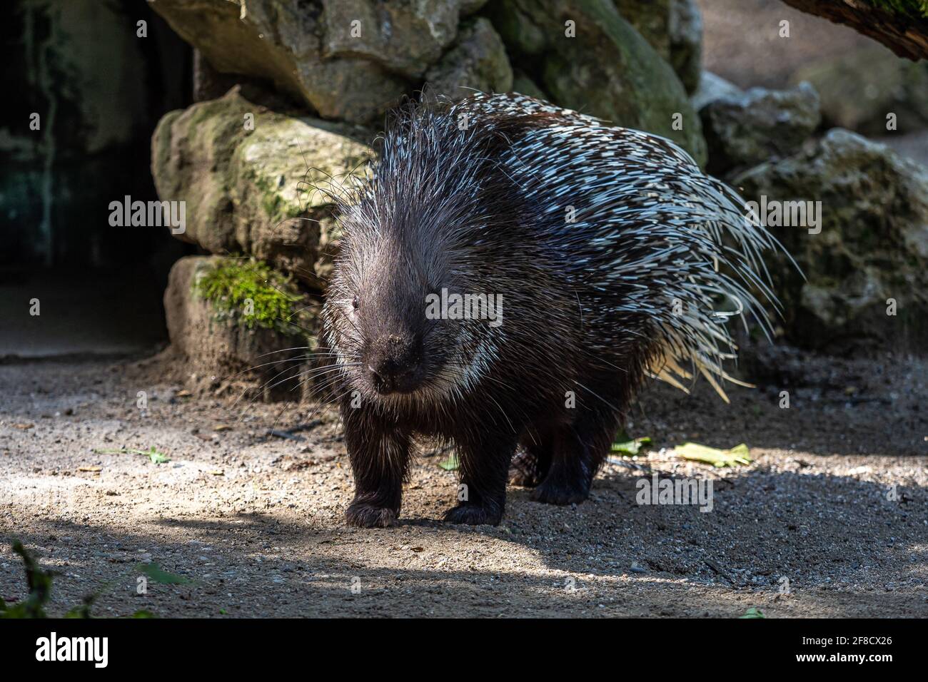 The Indian crested Porcupine, Hystrix indica or Indian porcupine, is a ...