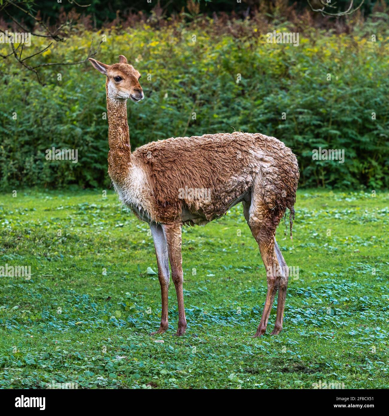 Vicunas, Vicugna Vicugna, relatives of the llama which live in the high ...
