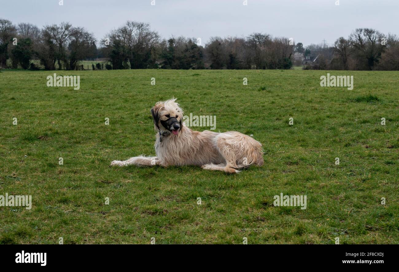 Lurcher dog laying down hi-res stock photography and images - Alamy