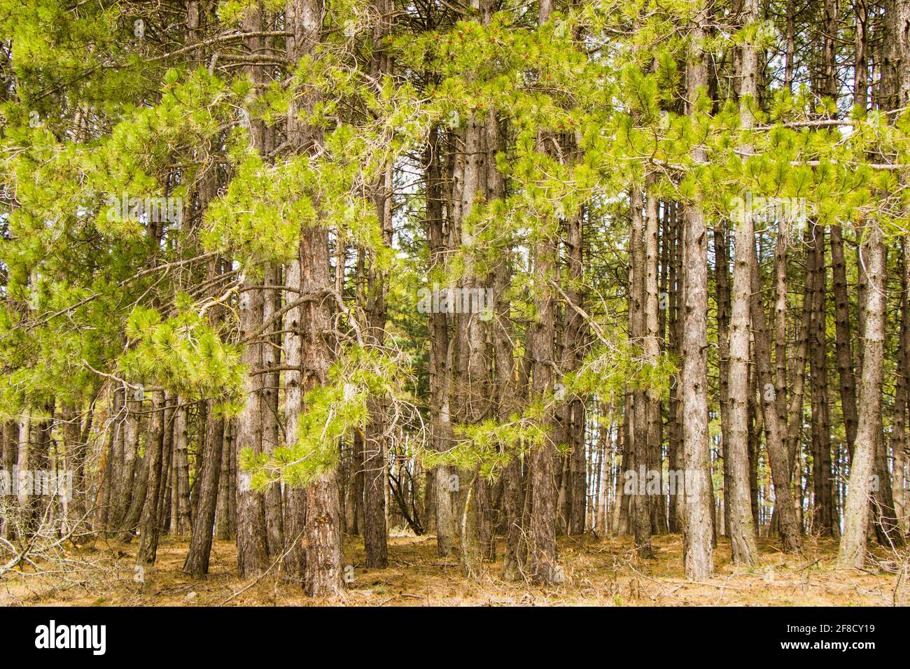 Pine forest and wild landscape and view, trees view in Georgia Stock ...
