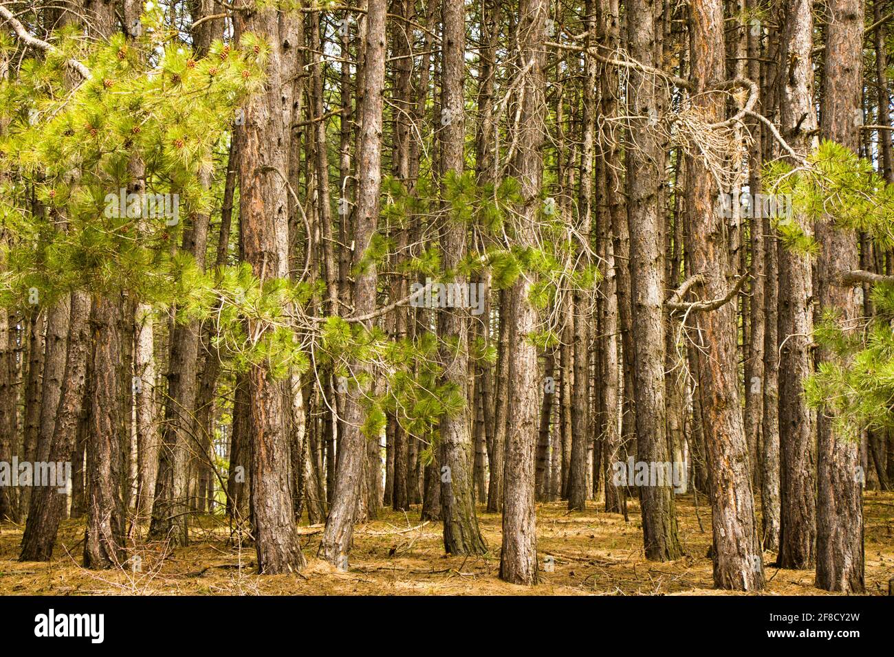 Pine forest and wild landscape and view, trees view in Georgia Stock ...
