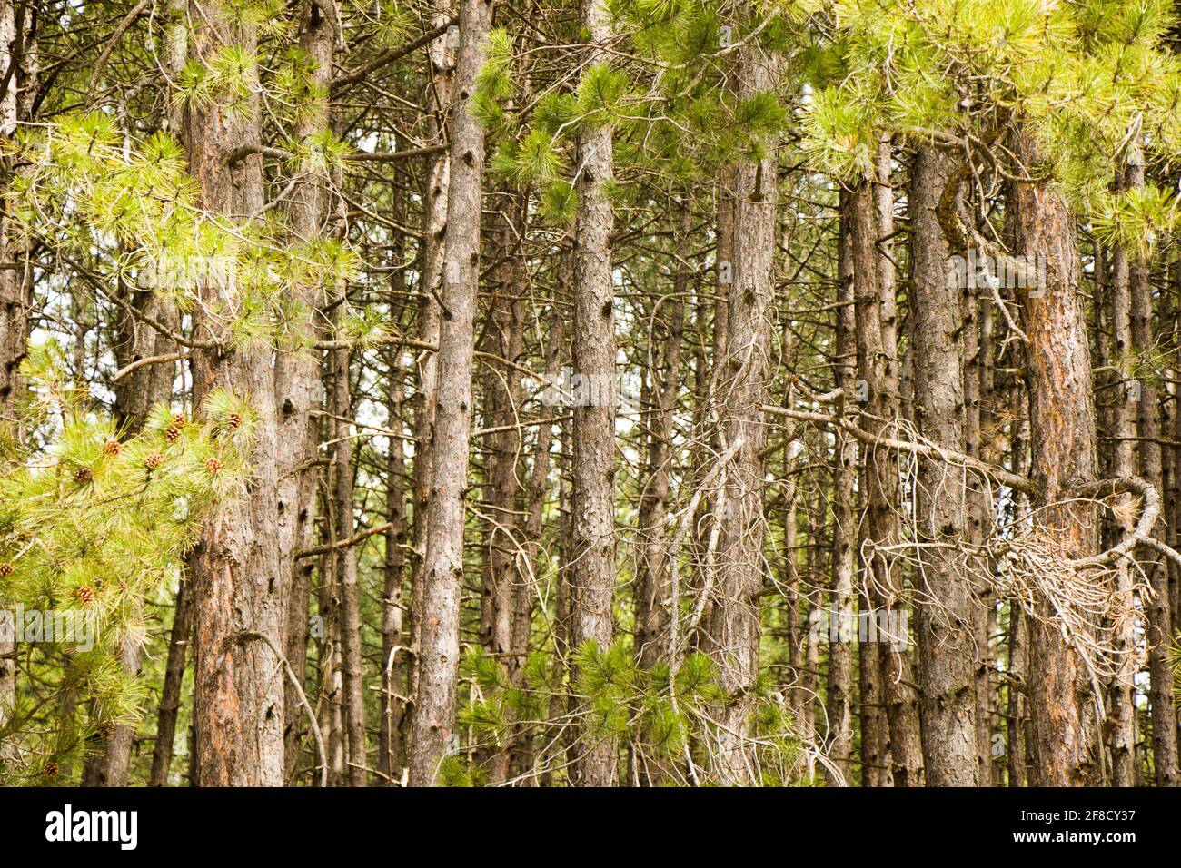 Pine forest and wild landscape and view, trees view in Georgia Stock ...