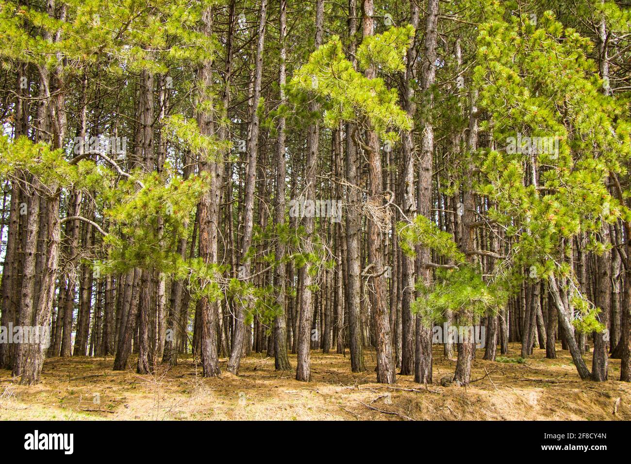 Pine forest and wild landscape and view, trees view in Georgia Stock ...