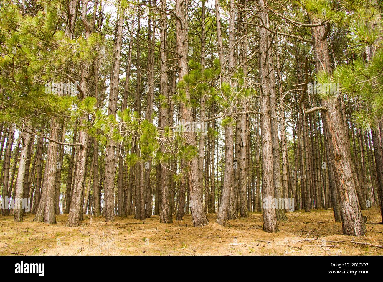 Pine forest and wild landscape and view, trees view in Georgia Stock ...