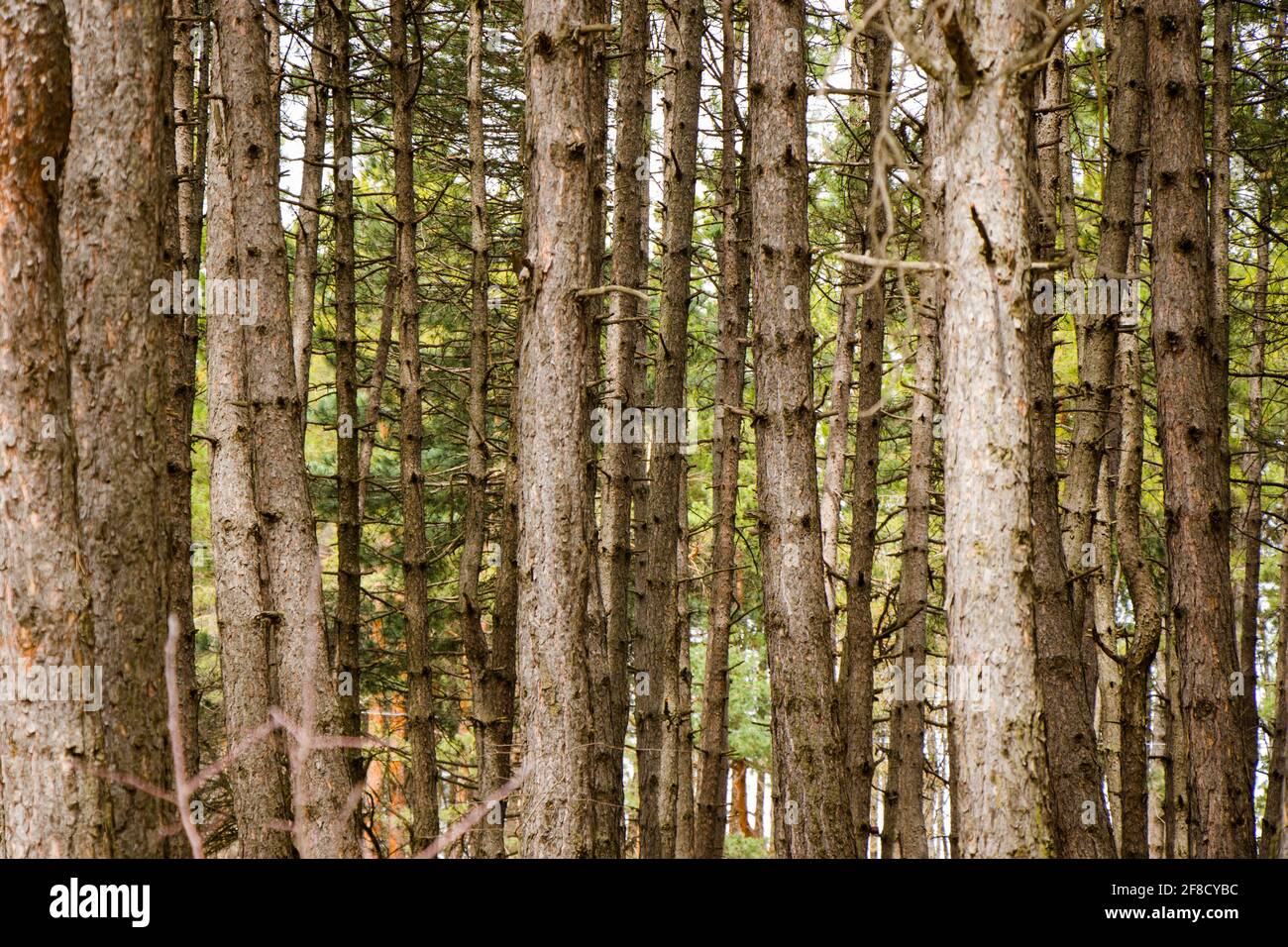 Pine forest and wild landscape and view, trees view in Georgia Stock ...