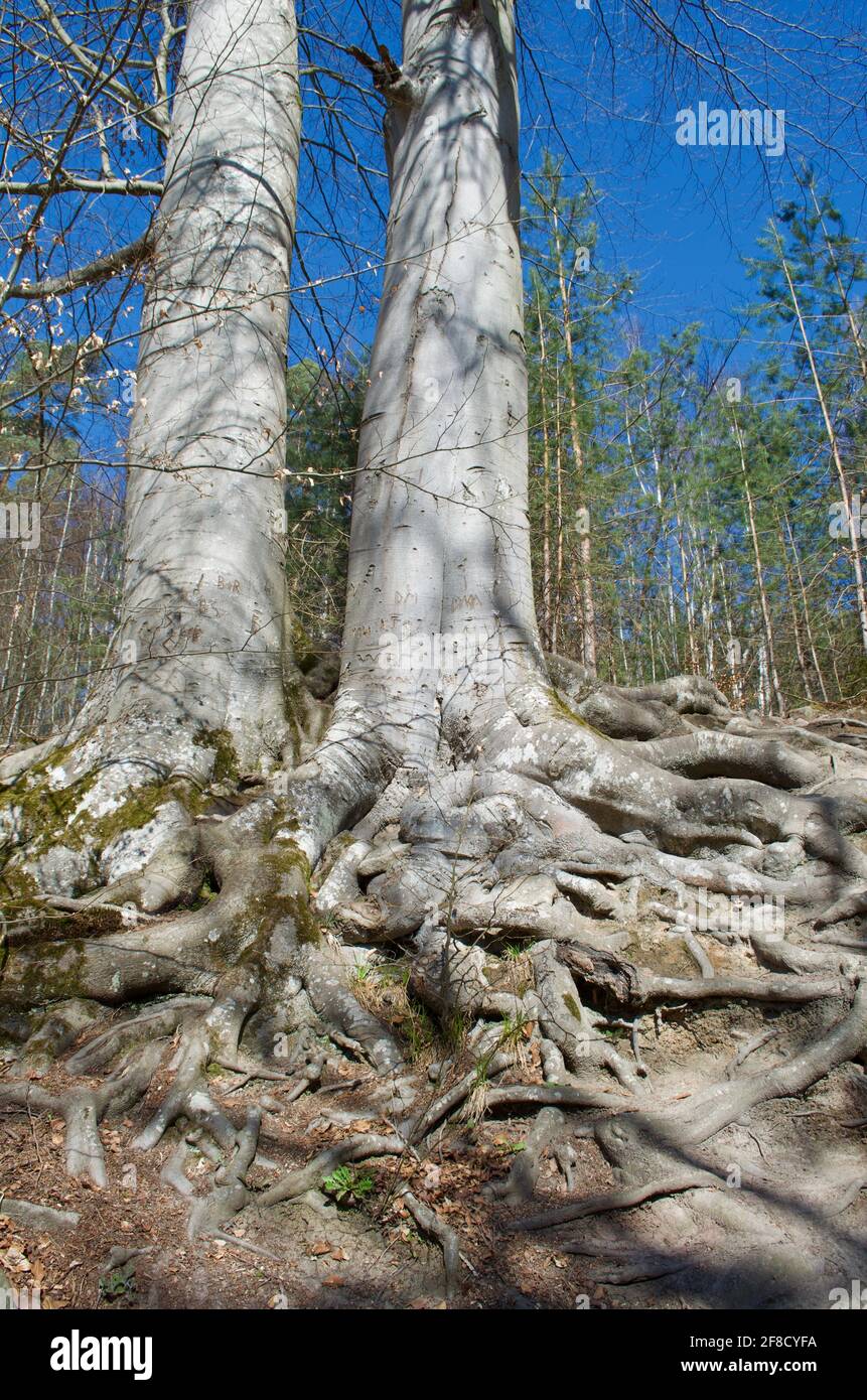 Two tree roots hi-res stock photography and images - Alamy