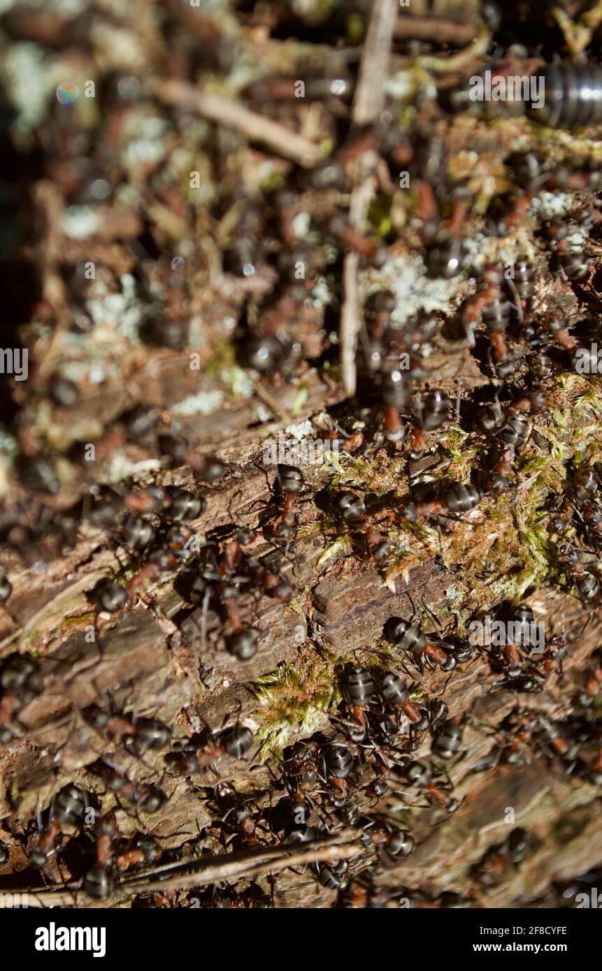 Close view ants on tree hi-res stock photography and images - Alamy