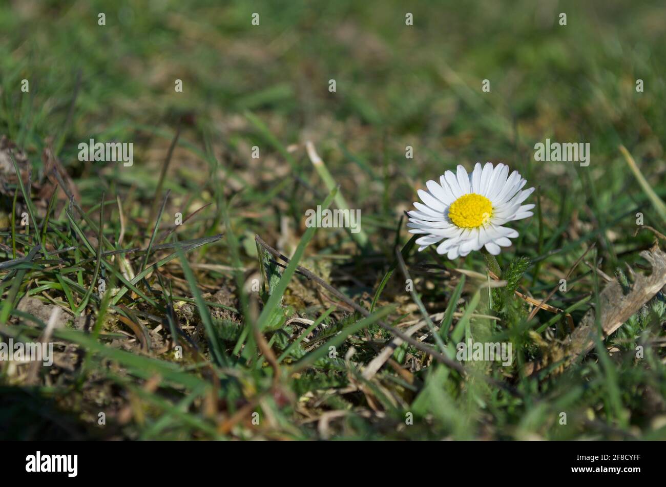 With daisy in a meadow hi-res stock photography and images - Alamy