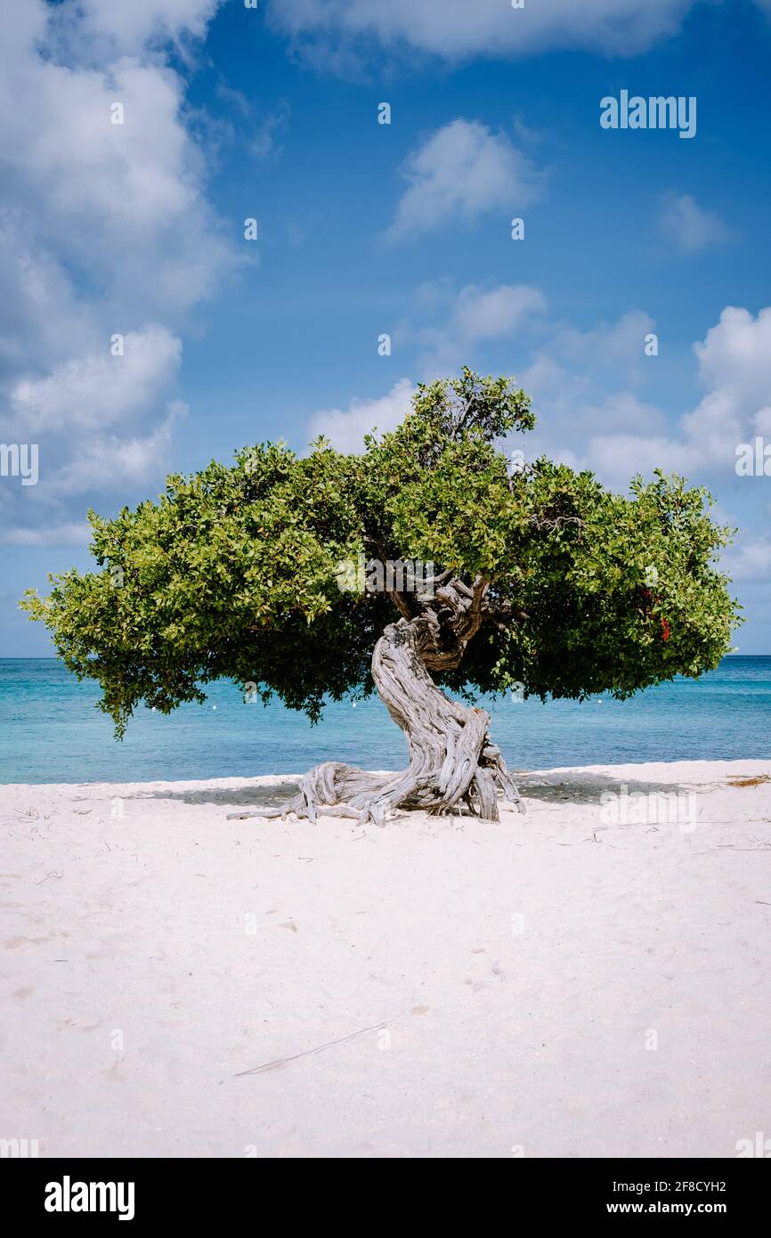 Eagle Beach Aruba, Divi Dive Trees on the shoreline of Eagle Beach in ...