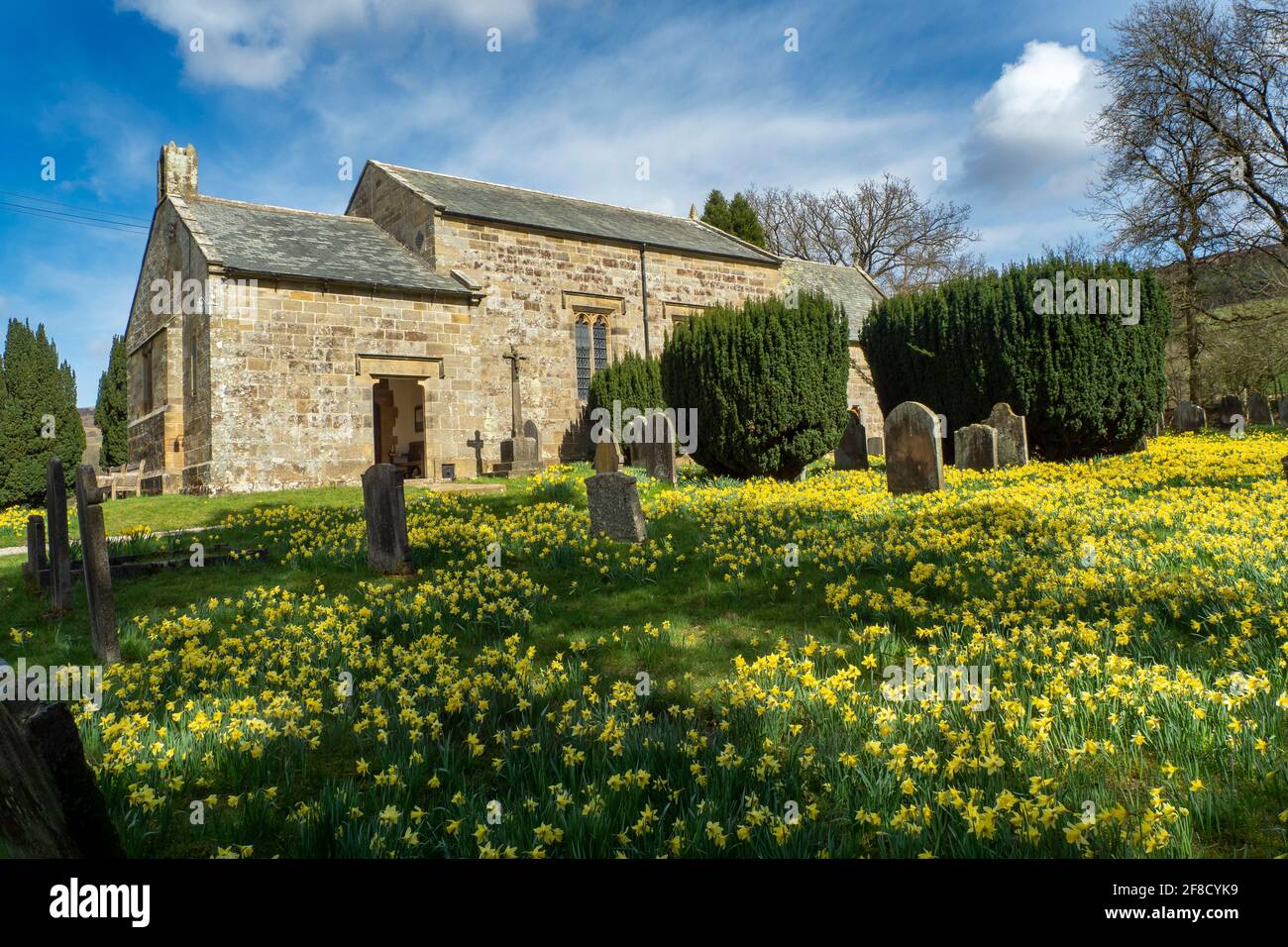 Wild Daffodils at Farndale Church North York Moors National Park ...