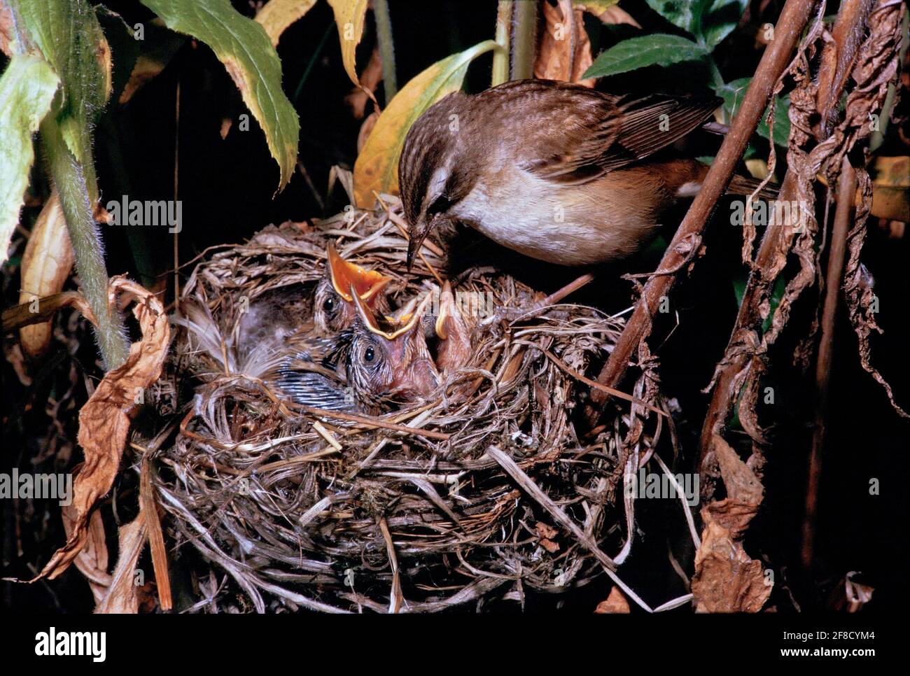 Nesting chicks with hatchlings and mother bird hi-res stock photography ...