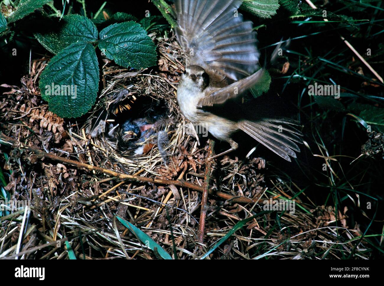 Nesting chicks with hatchlings and mother bird hi-res stock photography ...