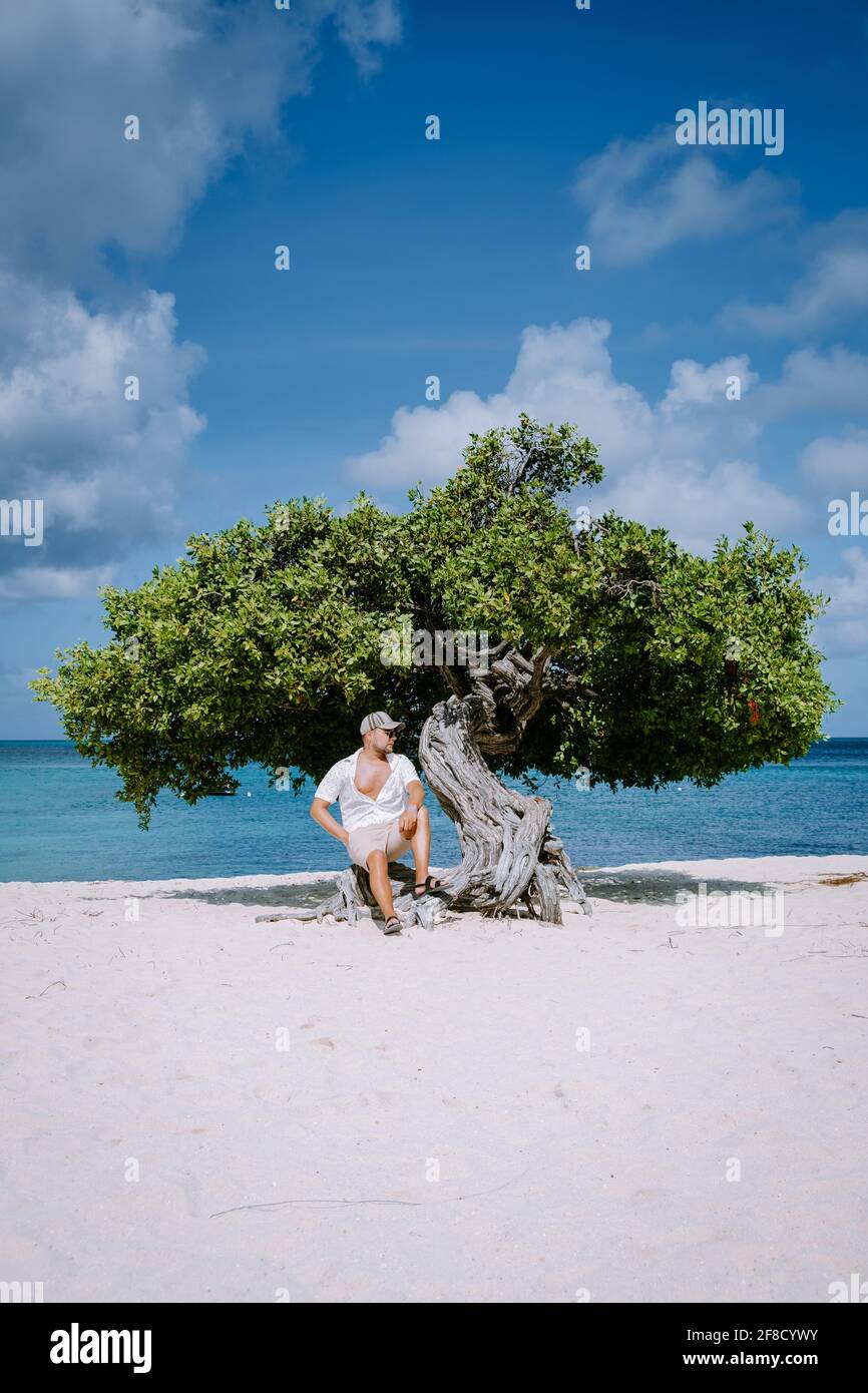 Eagle Beach Aruba, Divi Dive Trees on the shoreline of Eagle Beach in ...