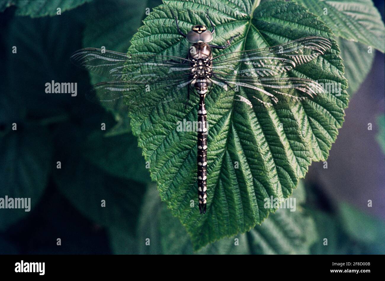 Dragonfly Enthusiasts High Resolution Stock Photography and Images - Alamy