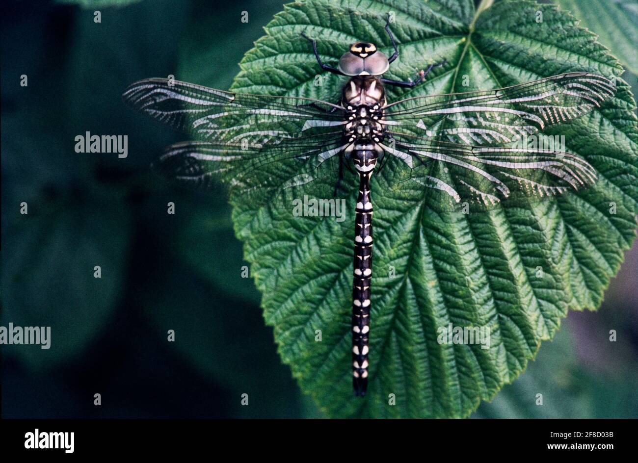 Dragonflies found at their natural habitat hi-res stock photography and ...
