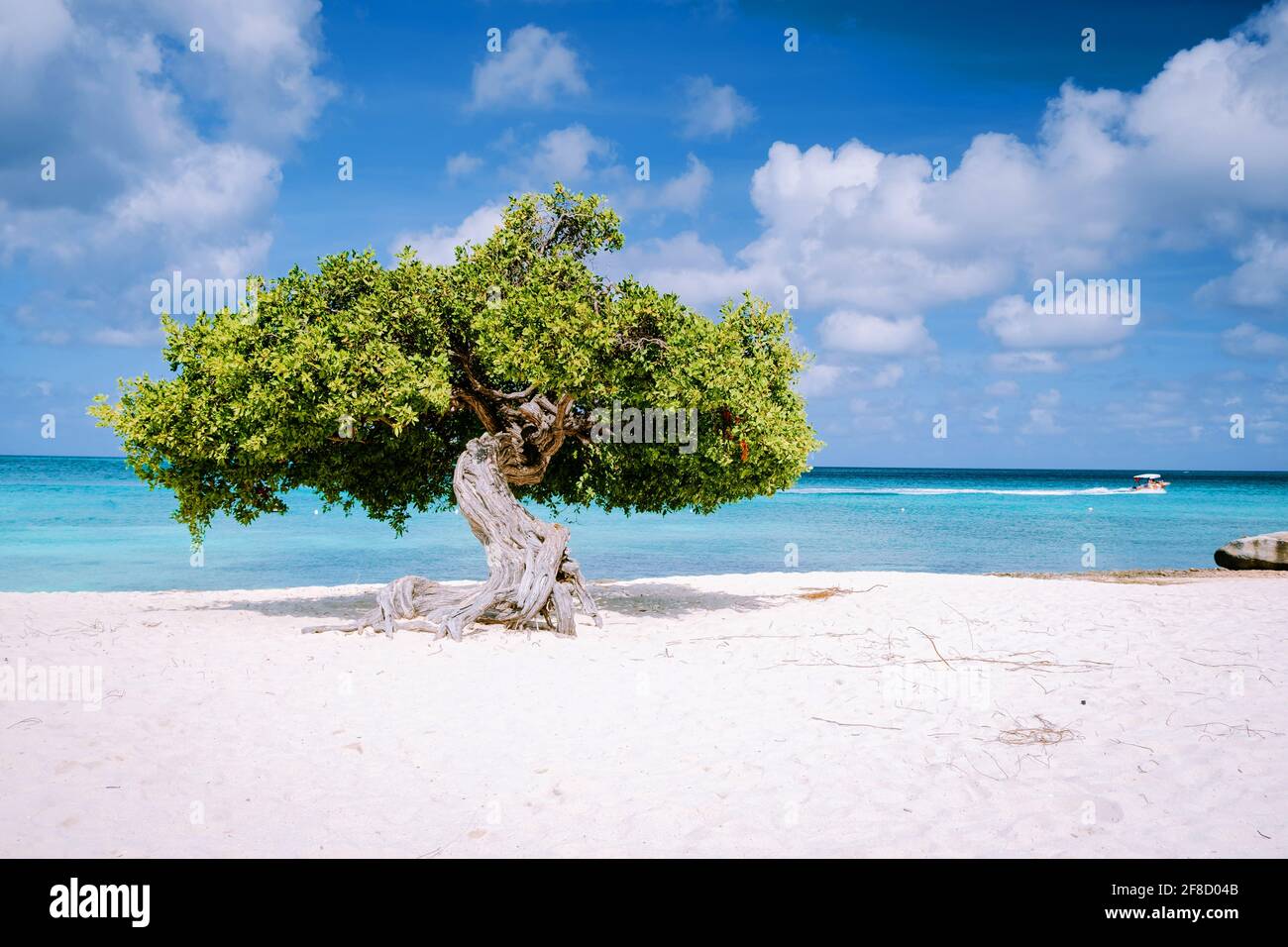 Eagle Beach Aruba, Divi Dive Trees on the shoreline of Eagle Beach in ...