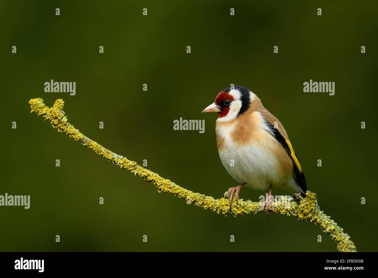 Goldfinch (Carduelis carduelis) adult perched on branch, Staffordshire ...