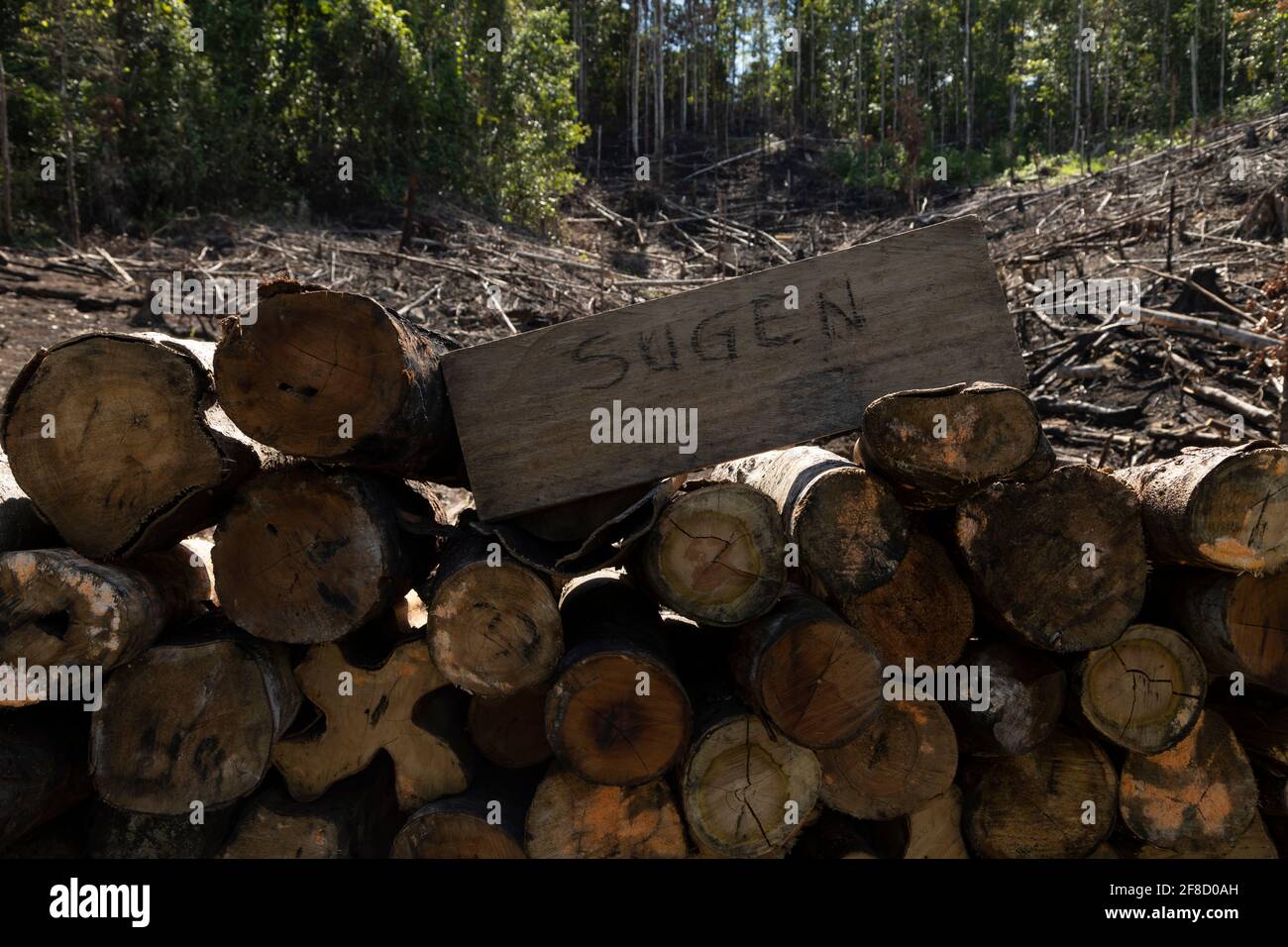 Tropical rainforest, burned, felled and destroyed, for timber ...