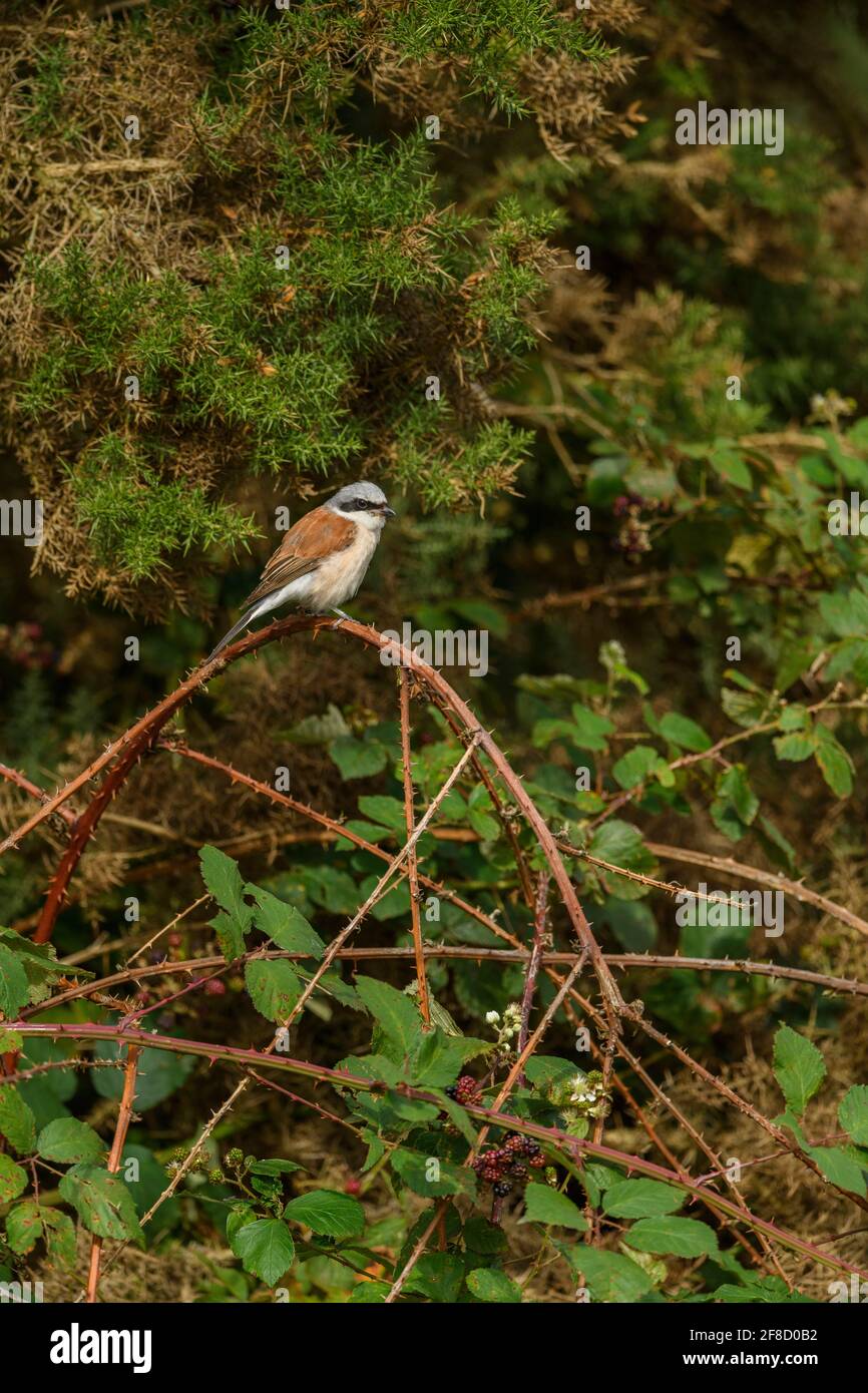 Red backed shrike (lanius collurio) adult male perched on bramble in ...