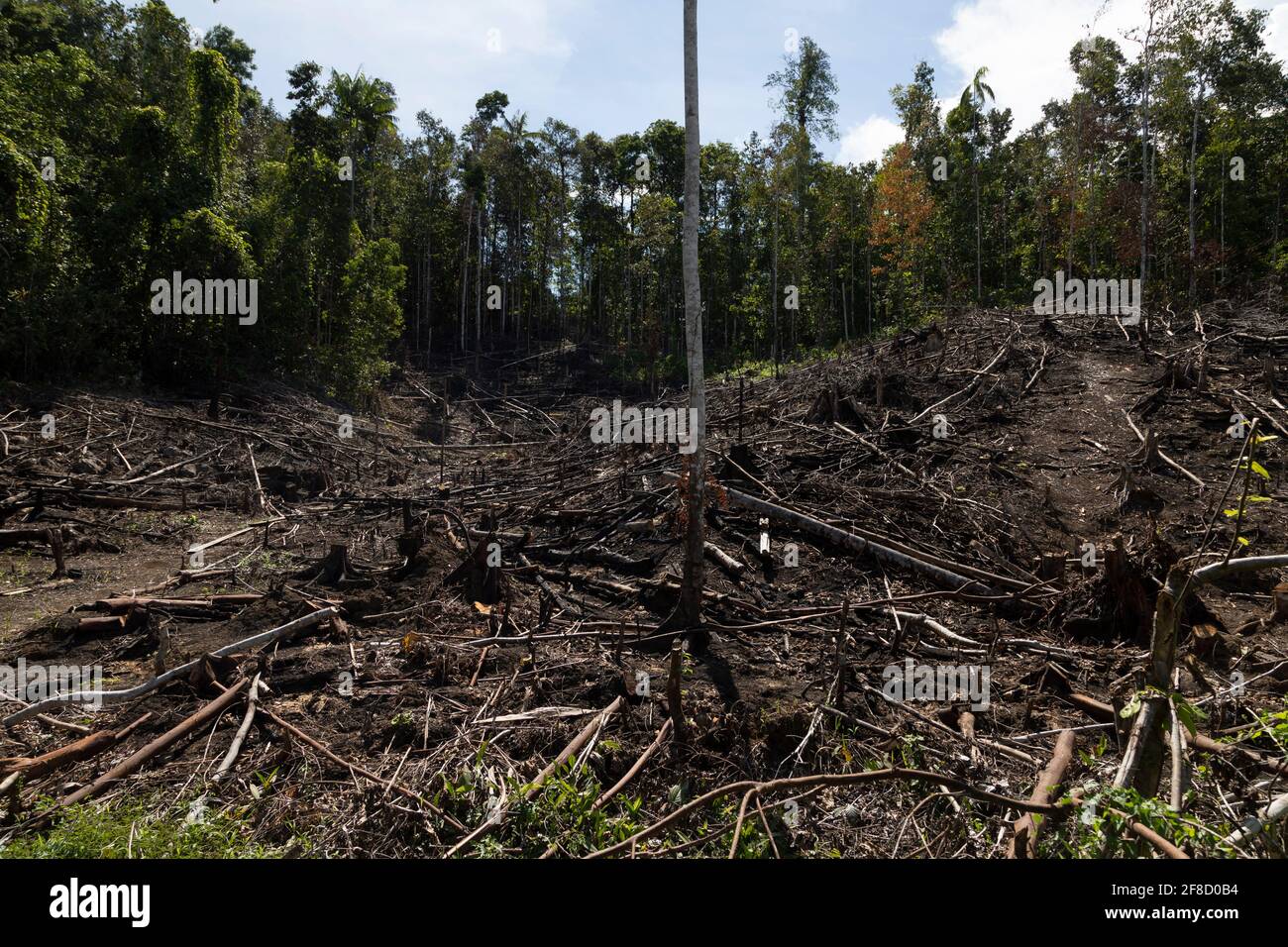 Tropical rainforest, burned, felled and destroyed, for timber ...