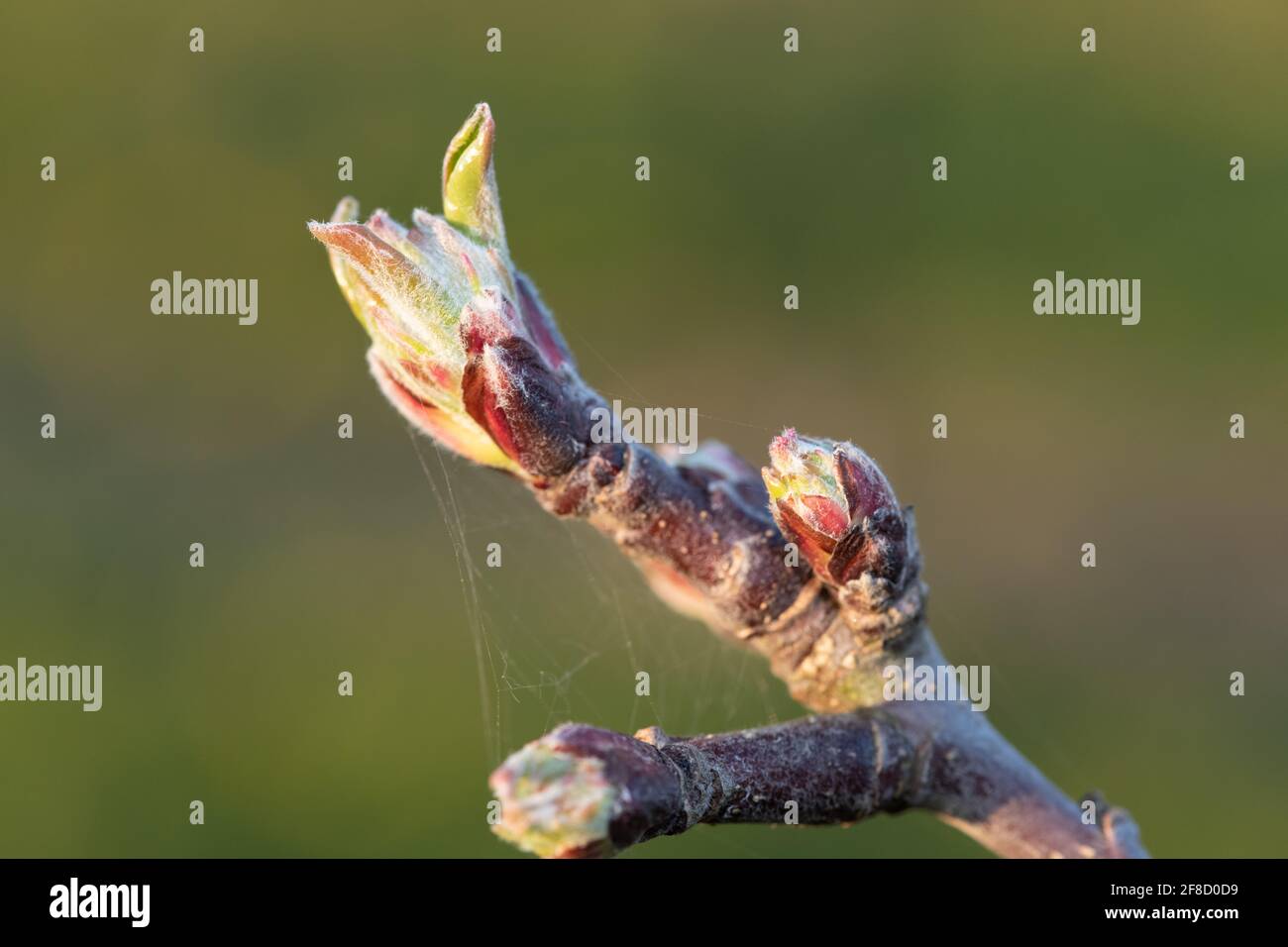 Macro shot of apple buds at the budburst growth stage Stock Photo - Alamy