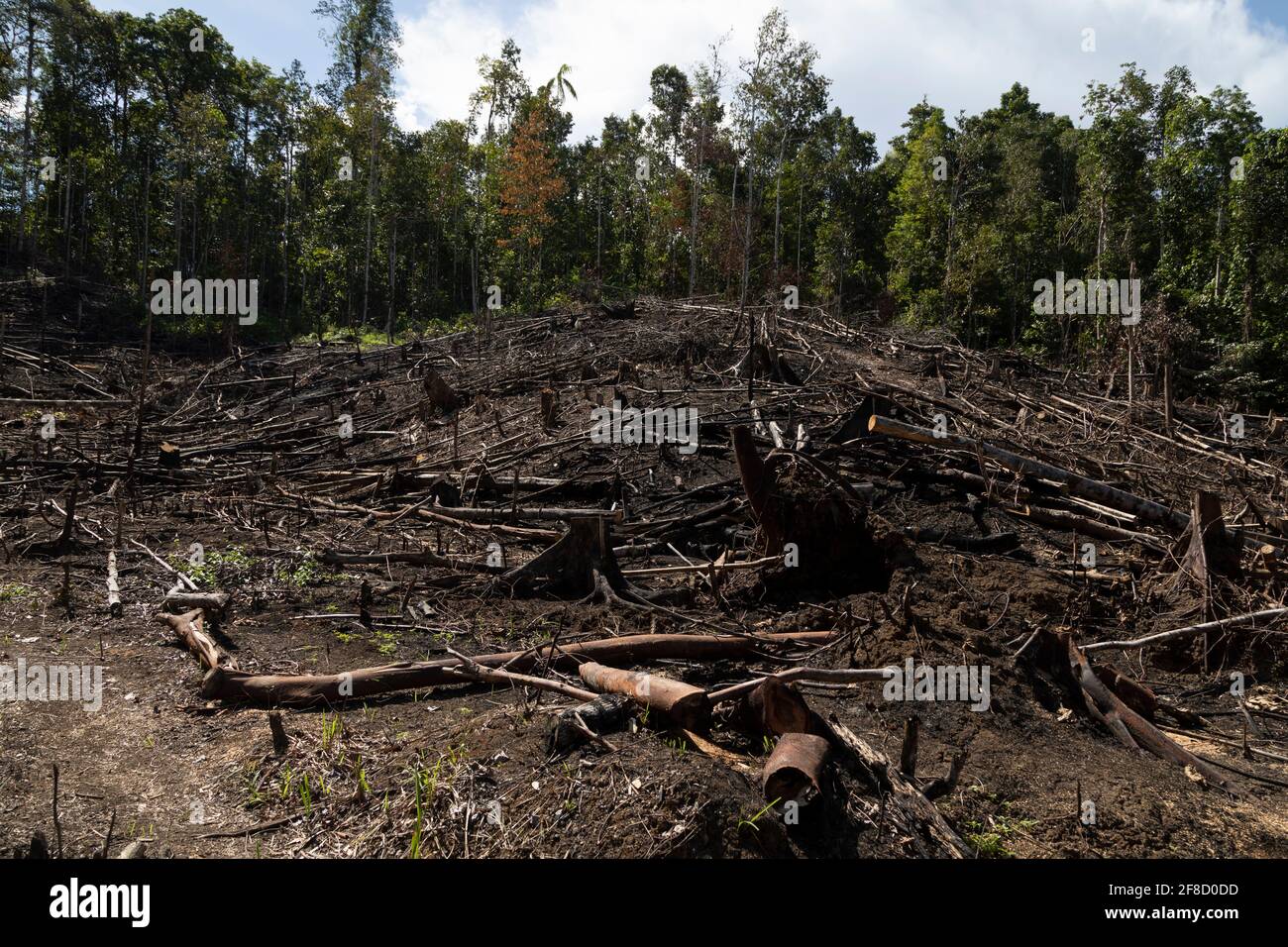 Tropical rainforest, burned, felled and destroyed, for timber ...