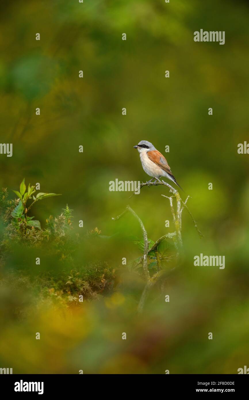 Red backed shrike (lanius collurio) adult male perched on branch in ...