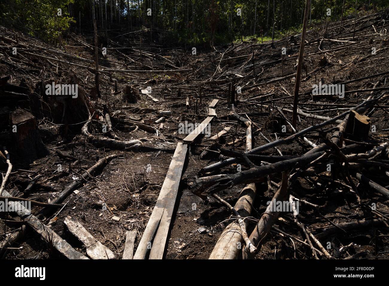 Tropical rainforest, burned, felled and destroyed, for timber ...