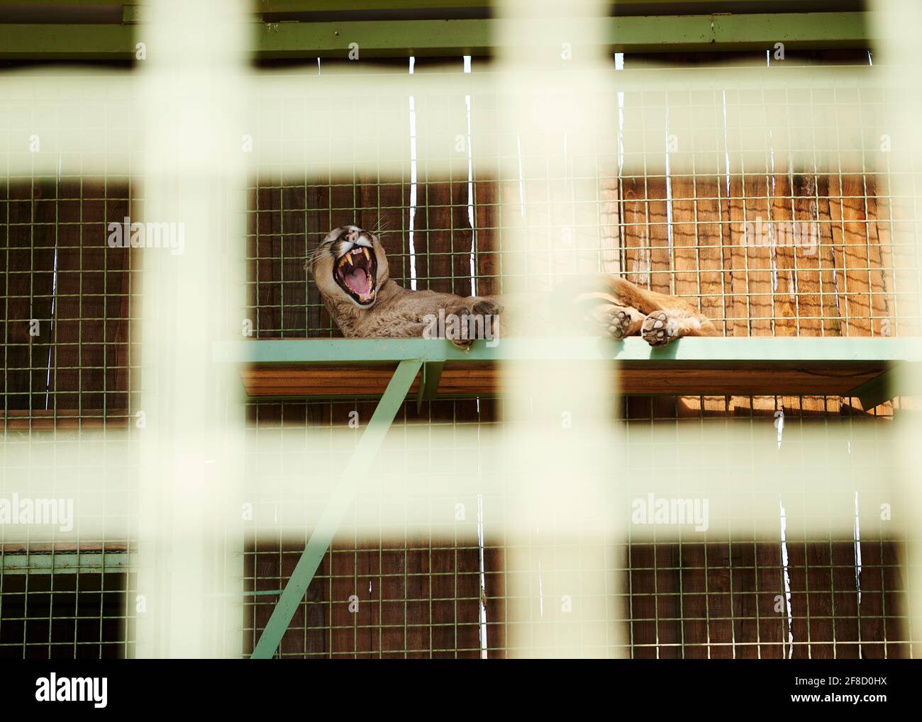 photo of a wild cat resting in a zoo cage, taken through the grate of a ...