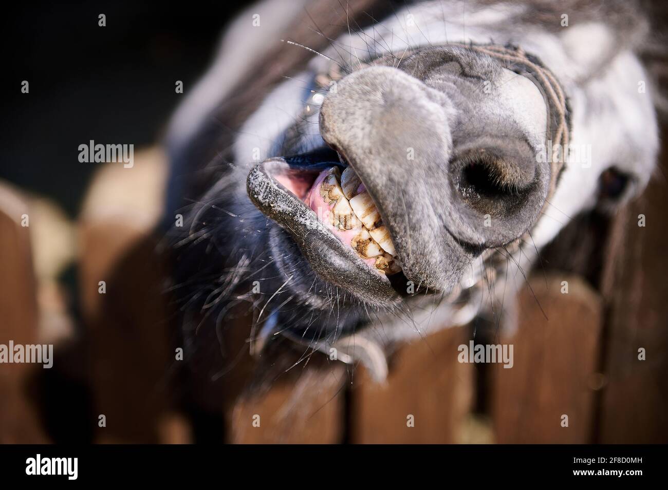 Close-up of the face of pony looking at camera at the zoo. Animals in ...