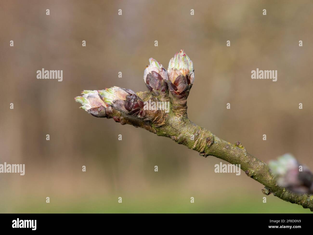 Macro shot of apple buds at the budburst growth stage Stock Photo - Alamy