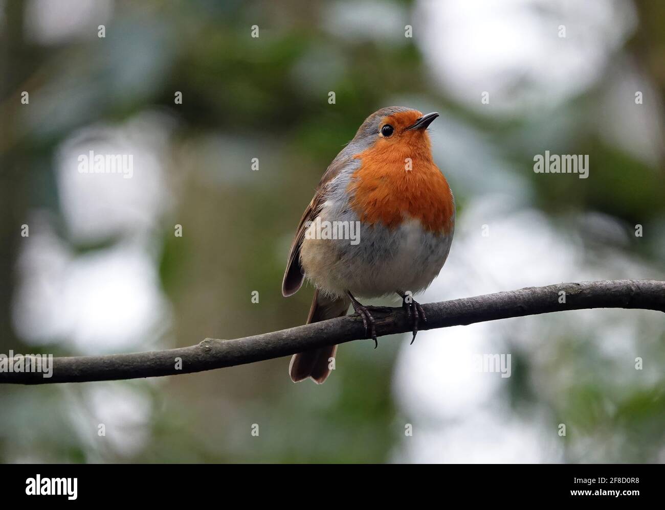 Closeup shot of a European Robin Stock Photo - Alamy